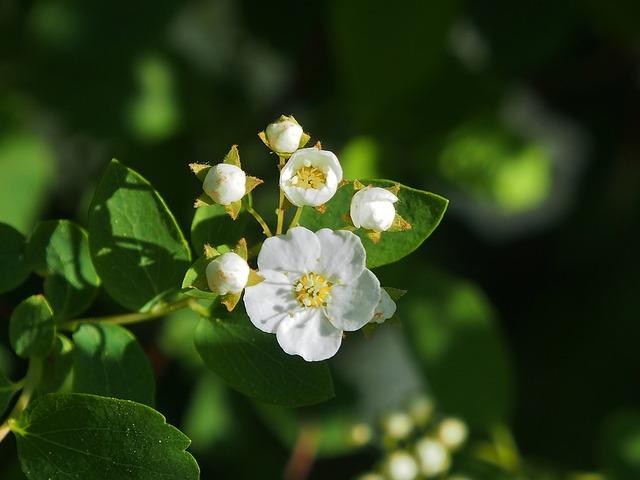 Bidlo nebo Bydlo: Správný Pravopis » PPC Partner 📈